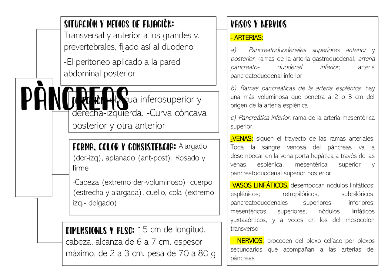 Anatomìa de pancreas | Esquemas y mapas conceptuales de Fisiología ...