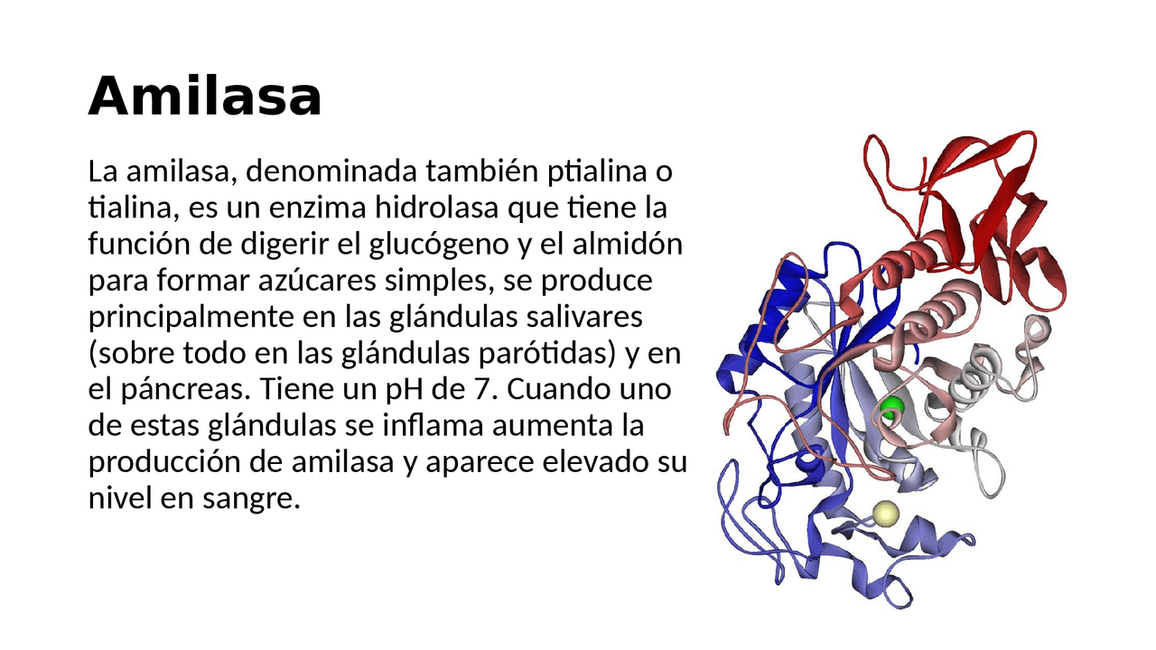 Amilasa y sus divisiones | Resúmenes de Inmunología | Docsity