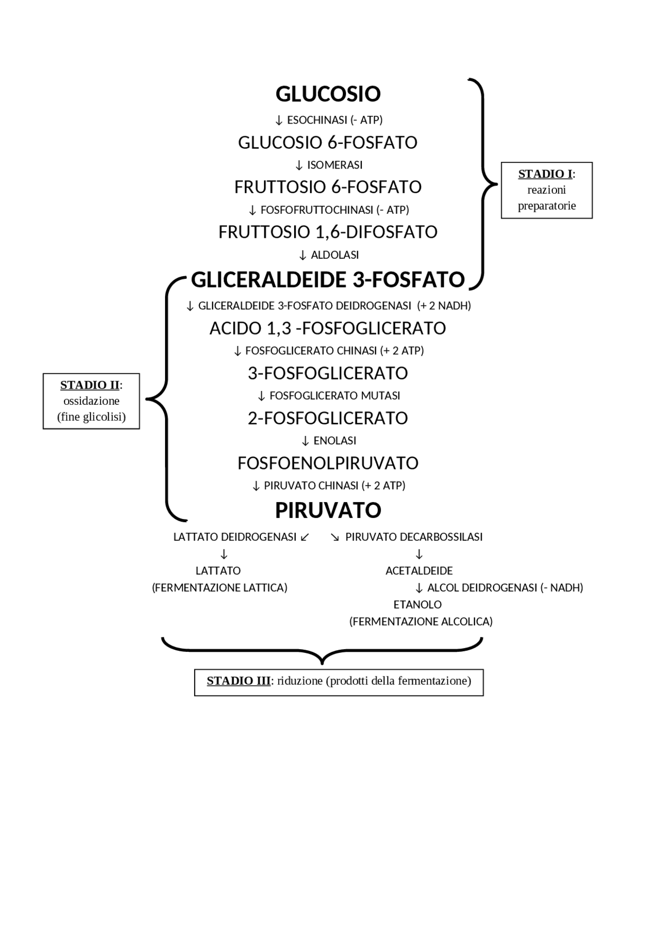 Glicolisi: schema della glicolisi | Schemi e mappe concettuali di ...