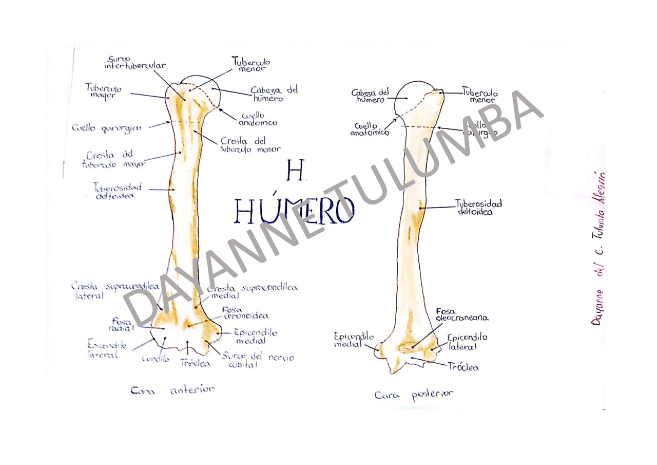 Se muestra al hueso humero | Apuntes de Anatomía | Docsity