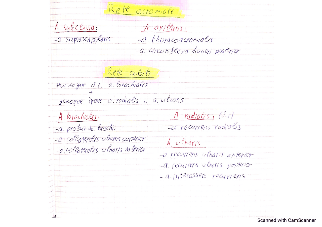 Anatomija 1, topografija i skripta | Skripte' predlog Anatomija čoveka ...