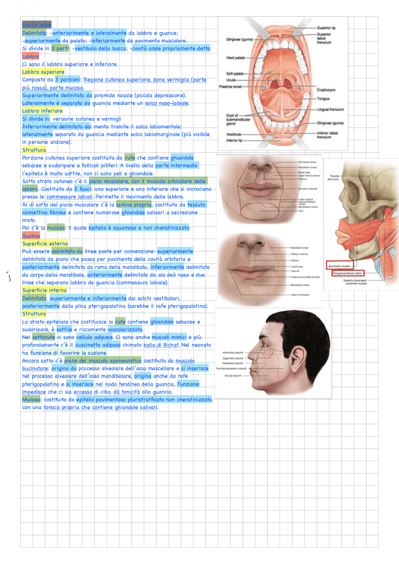 Anatomia Cavità Orale Appunti Di Anatomia Docsity