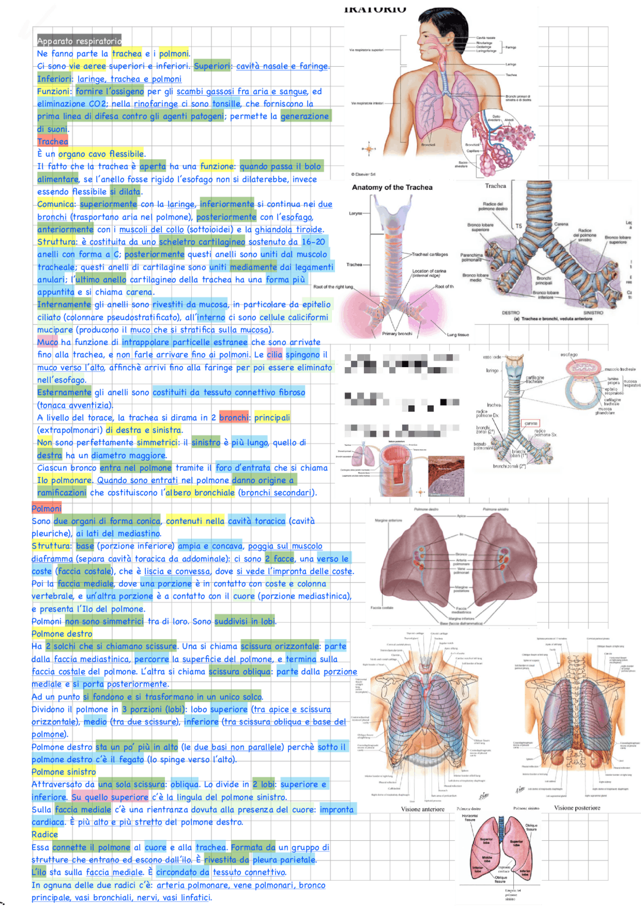 Fessure Anatomia Polmonare Fockety Modello Del Respiratorio 4D,