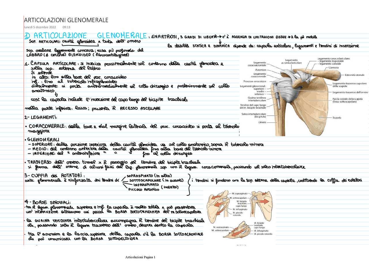 Articolazione della spalla (articolazione glenomerale) | Schemi e mappe concettuali di Anatomia ...