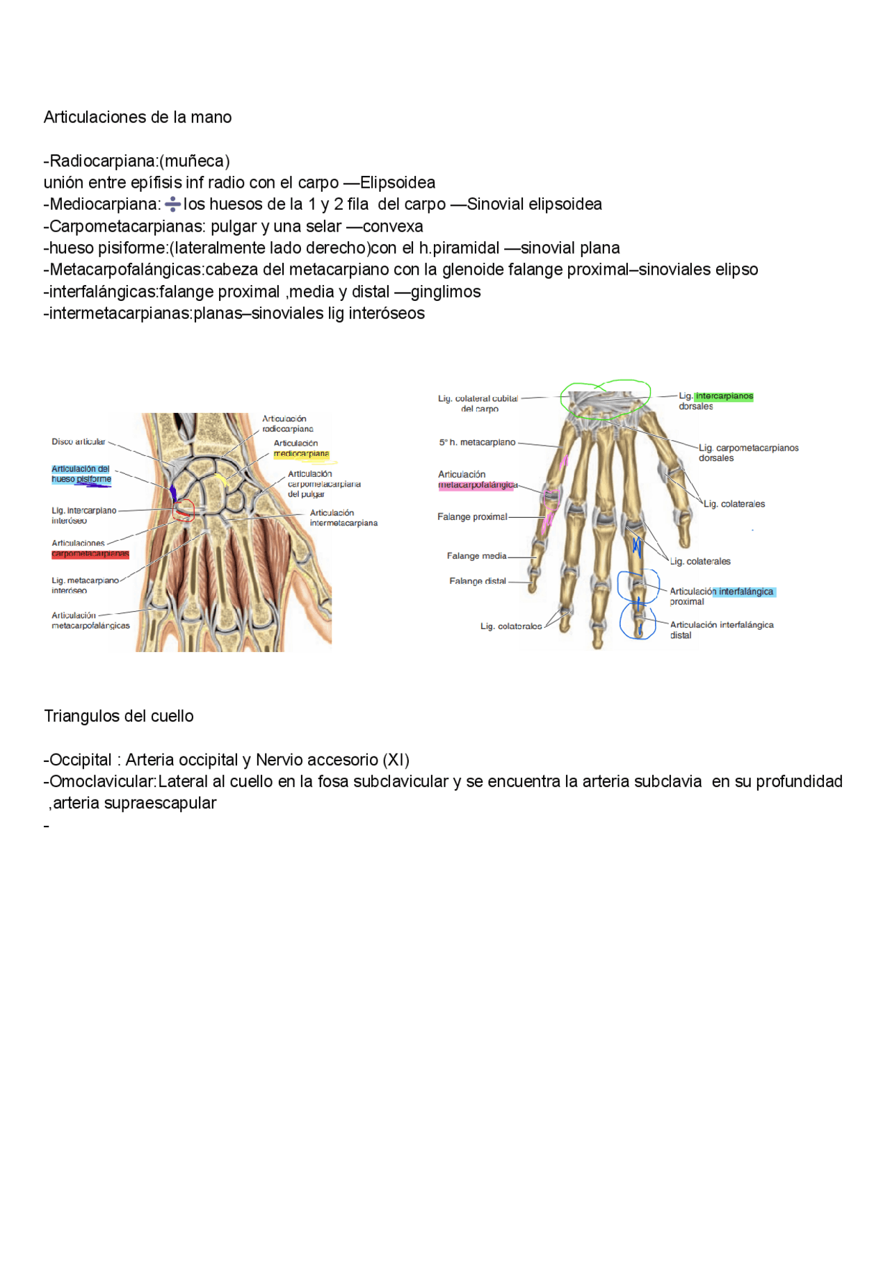 Articulaciones De La Mano Apuntes De Anatomía Docsity