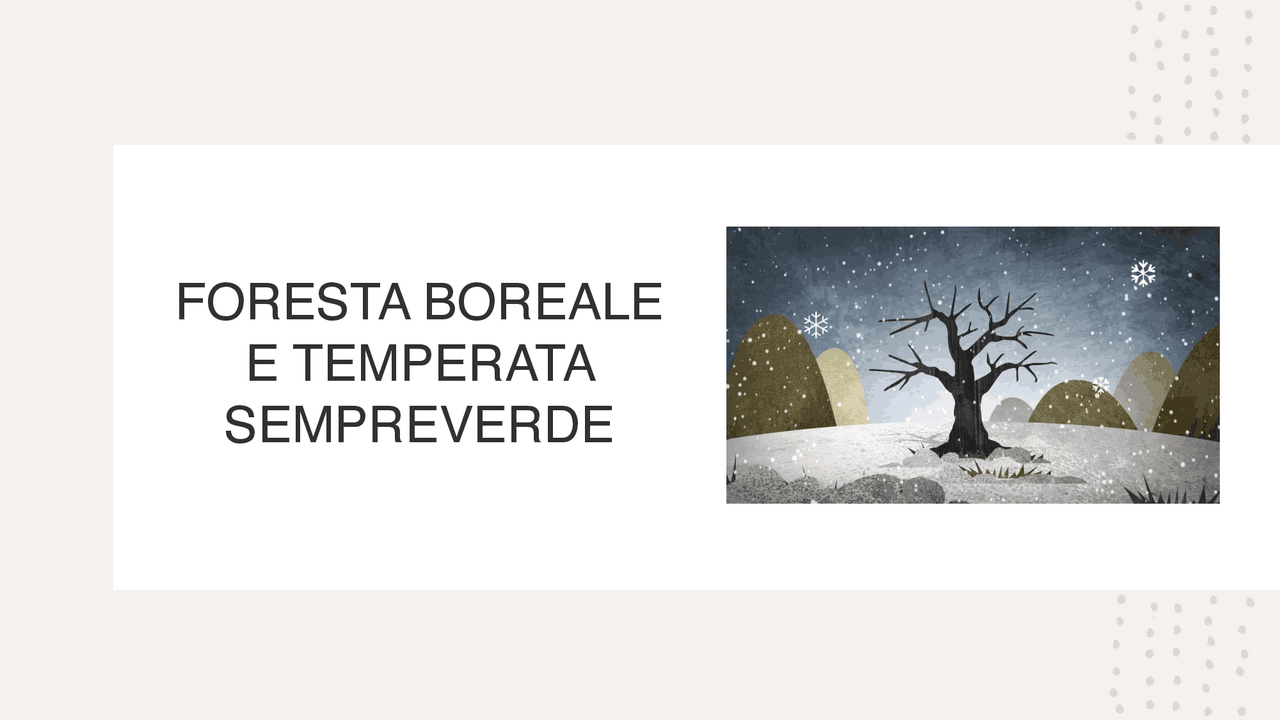 Bioma foresta boreale e temperata sempreverde | Slide di Scienze della ...