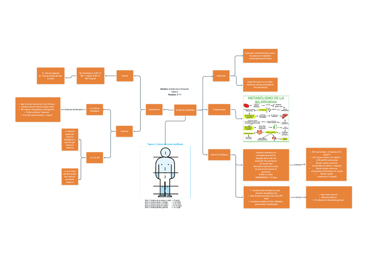Ictericia en neonatos | Schemes and Mind Maps of Medicine | Docsity