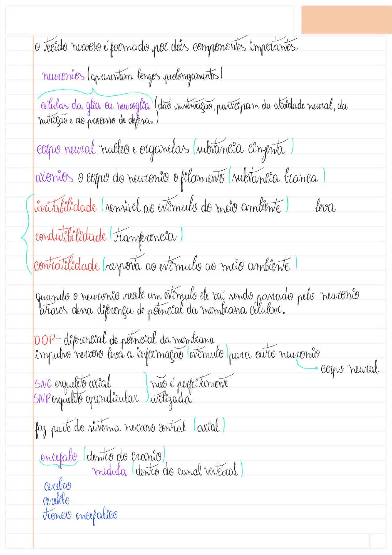 Resumo Completo Sobre Neuroanatomia Slides Fisioterapia Docsity