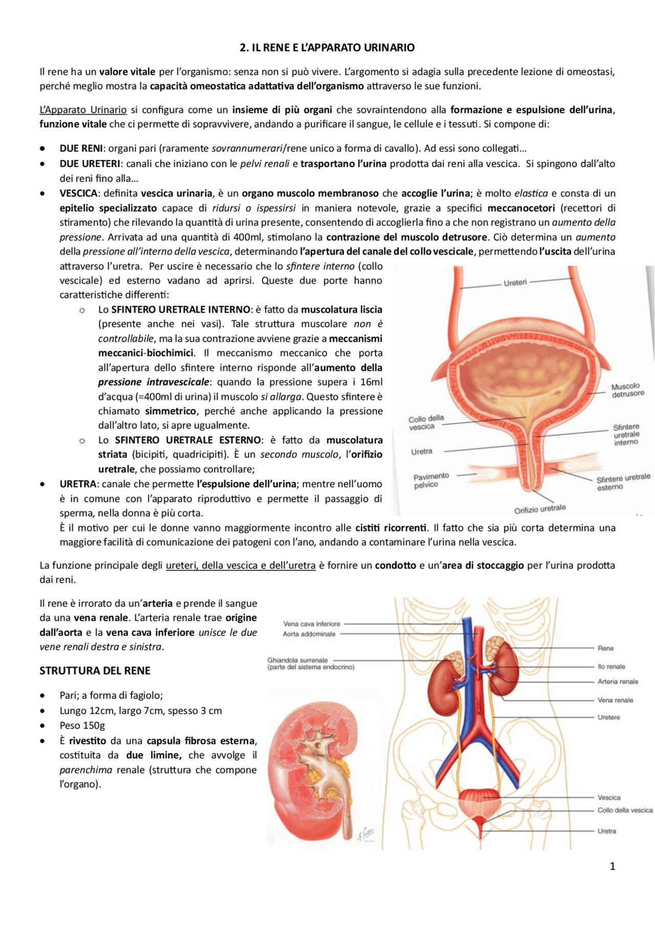 Il rene e l'apparato urinario. Spiegazione del professore integrata con ...
