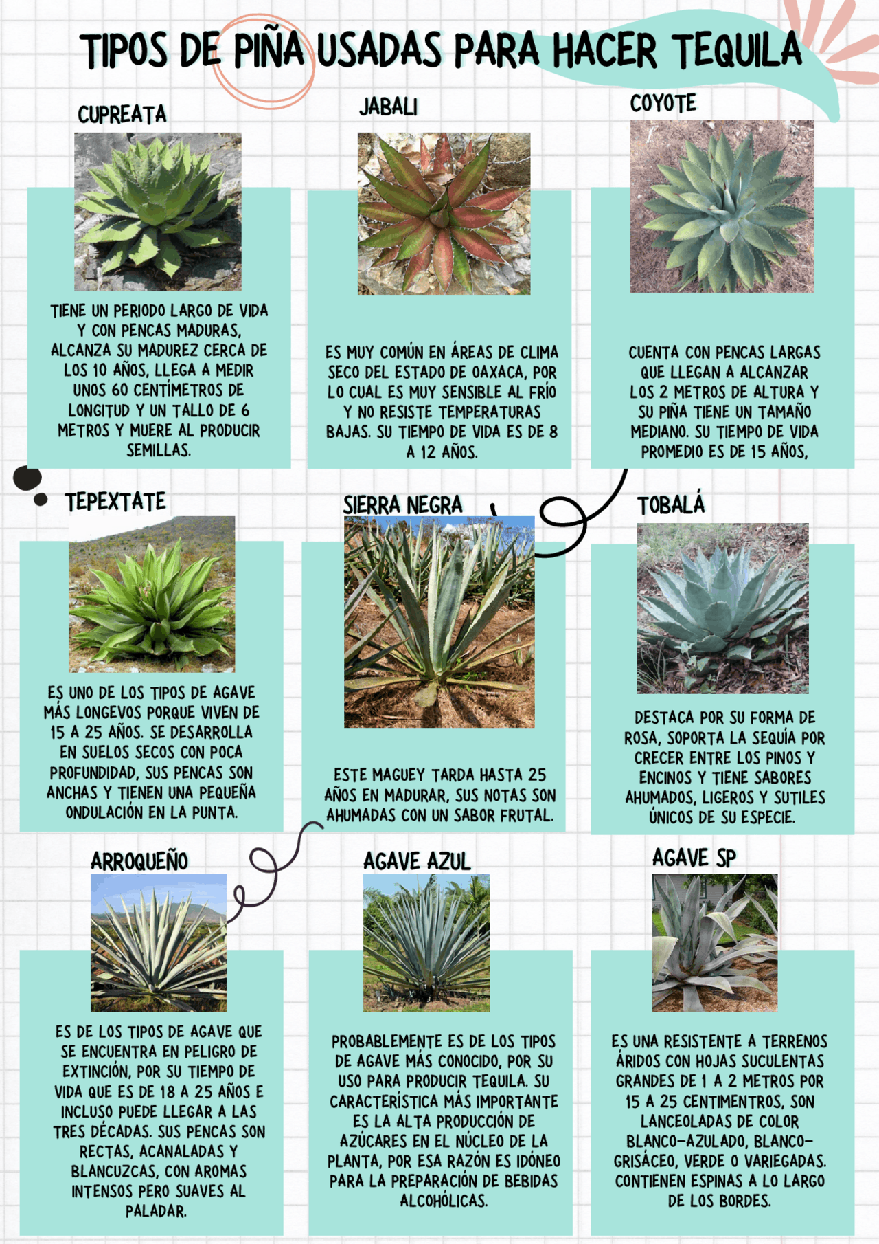 Trata sobre los tipos de agaves para preparar tequila | Resúmenes de Comunicación | Docsity