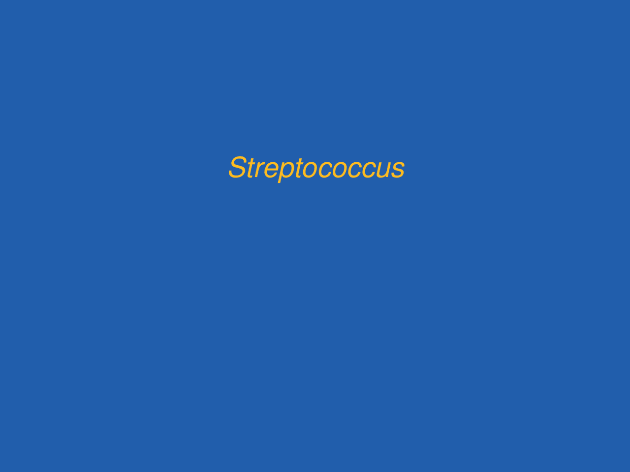 Quinta Clase De Streptococcus Diapositivas De Bacteriología Docsity
