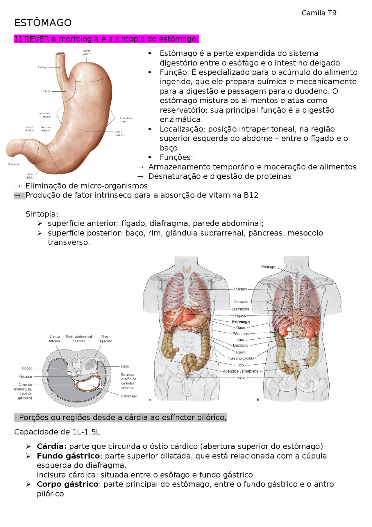 Anatomia do estômago | Resumos Anatomia | Docsity