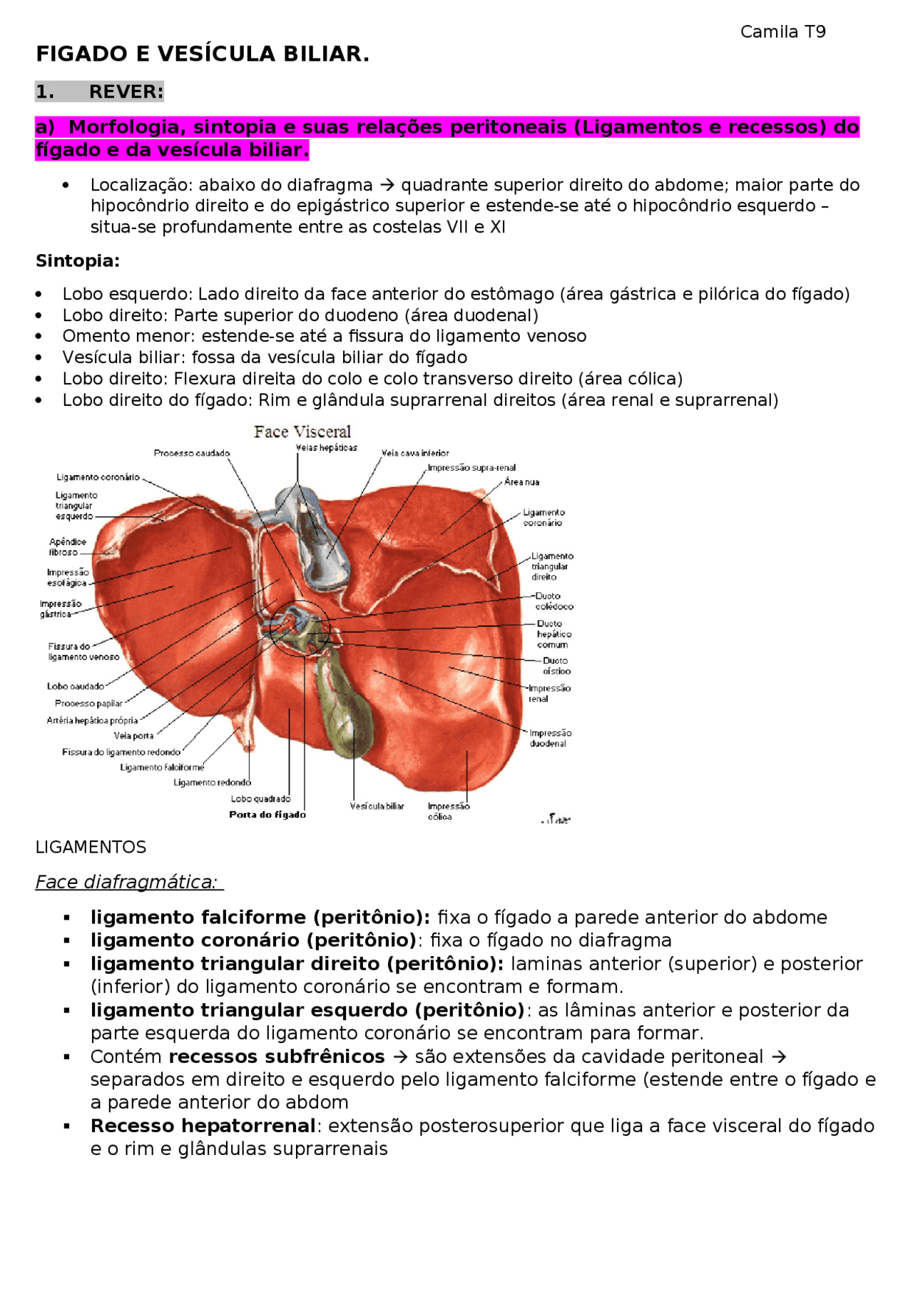 Anatomia do fígado e da vesícula biliar | Resumos Anatomia | Docsity