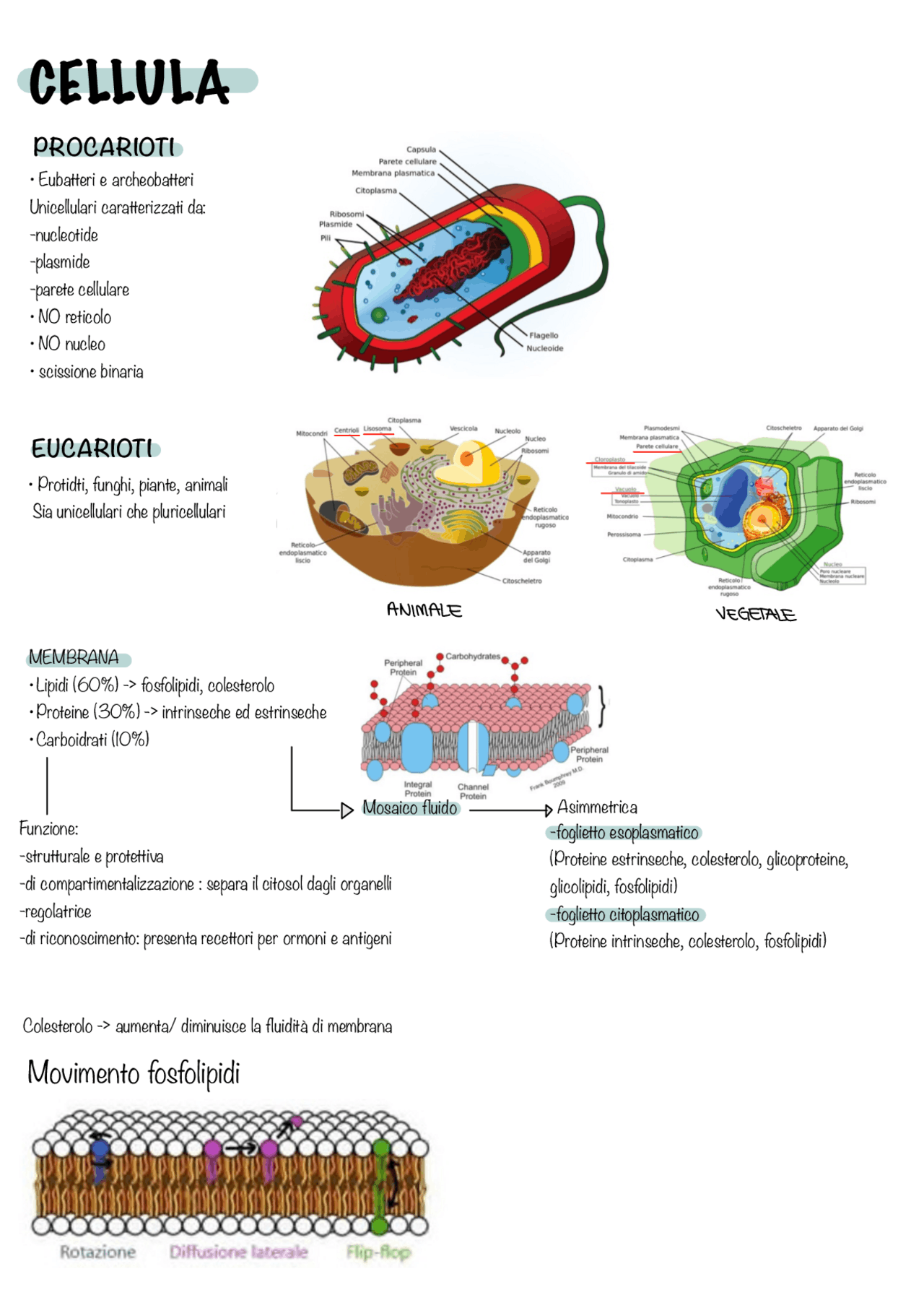 La cellula animale e vegetale | Schemi e mappe concettuali di Biologia ...