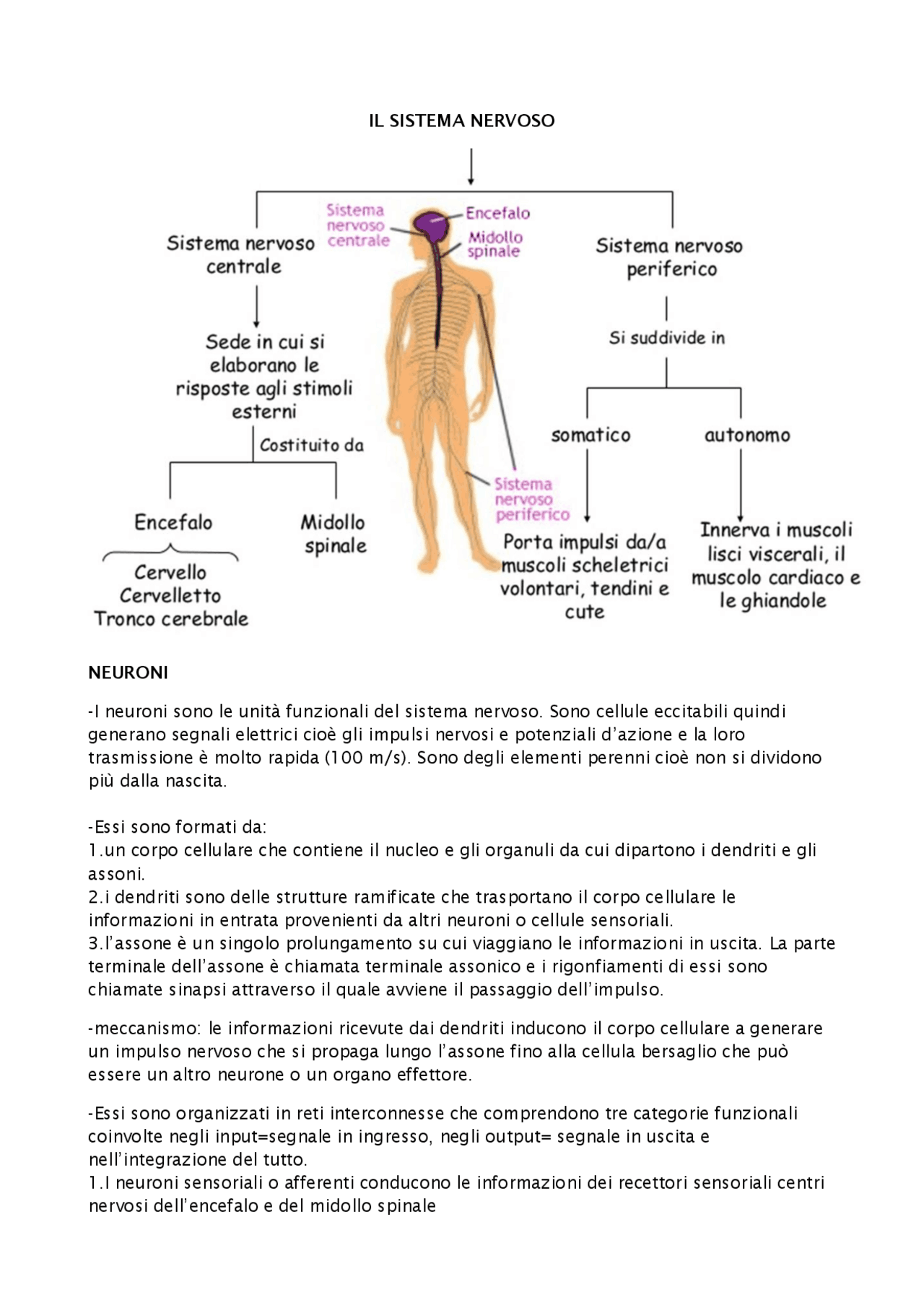 Sistema Nervoso Completo Appunti Di Biologia Docsity