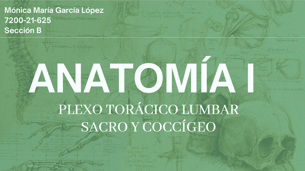 Plexo torácico, presentación explicativa | Diapositivas de Anatomía ...