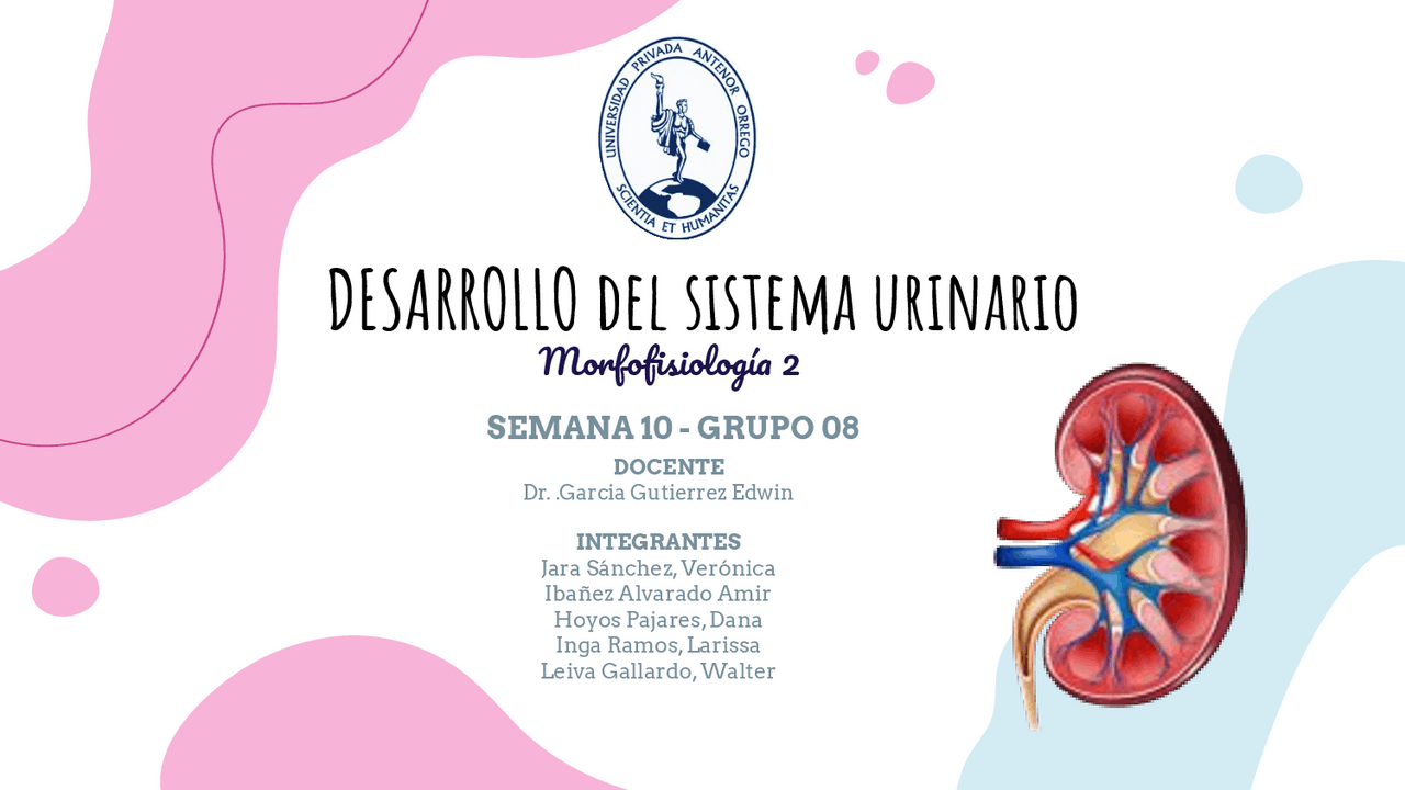 Desarrollo del sistema urinario | Esquemas y mapas conceptuales de Embriología | Docsity