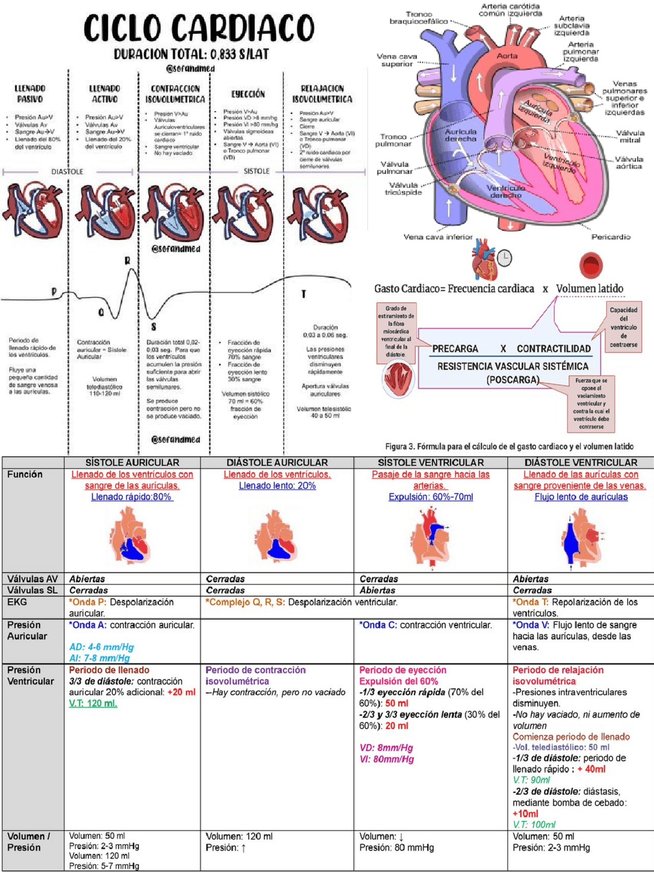 Fisiologia cardiaca. Ciclo cardíaco | Esquemas y mapas conceptuales de ...