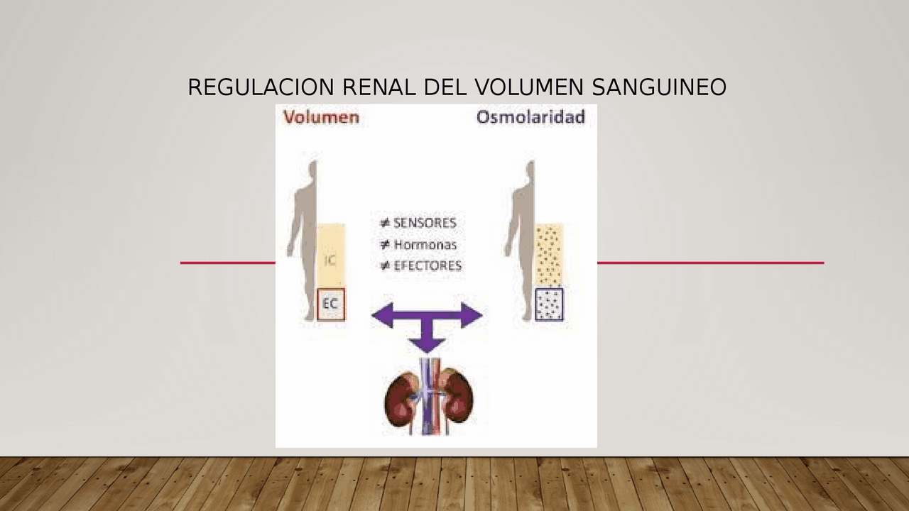 Regulacion renal del volumen sanguíneo | Diapositivas de Fisiología ...