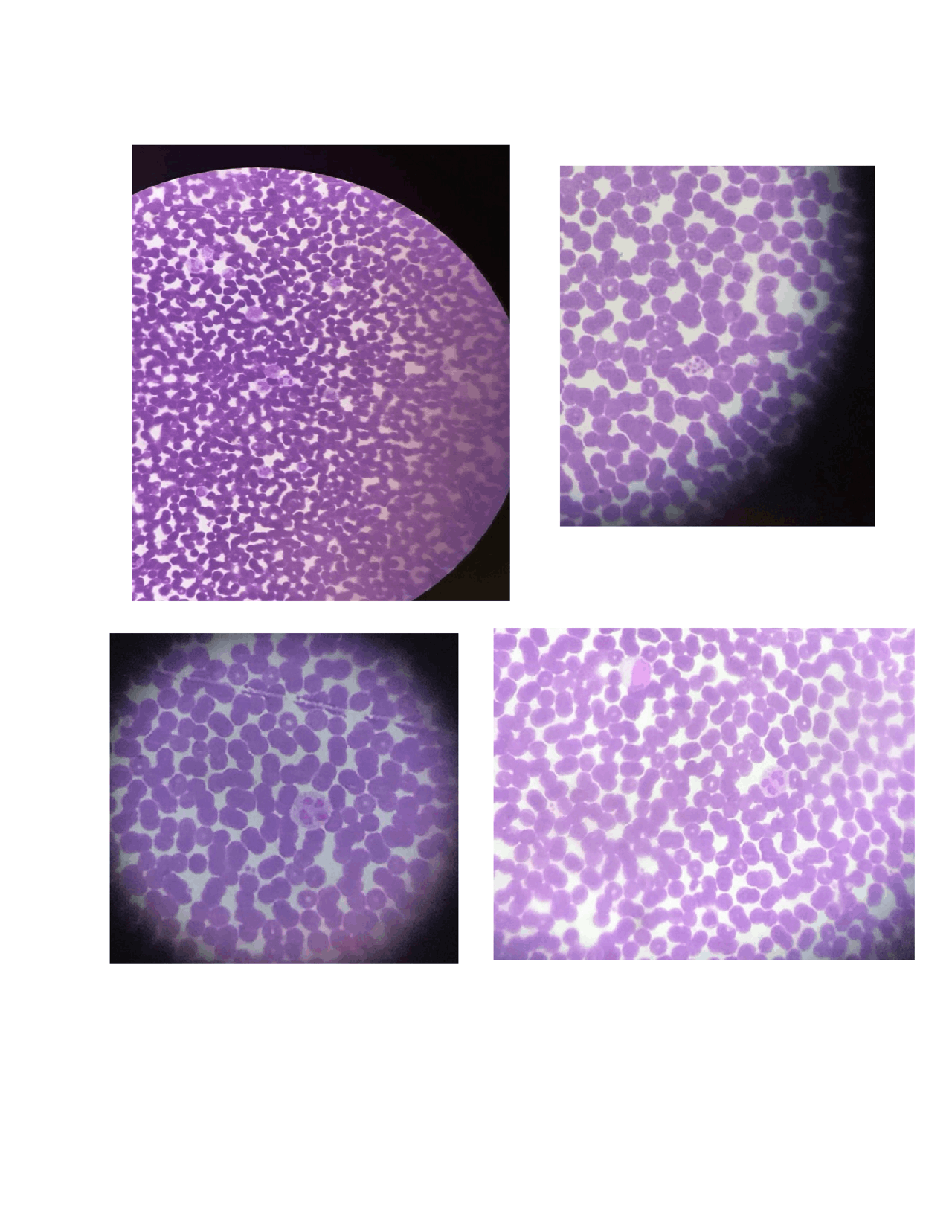 Anatomia E Histologia Slide Di Anatomia Docsity