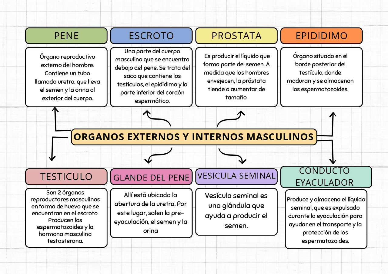 ORGANOS MASCULINOS INTERNOS Y EXTERNOS | Esquemas y mapas conceptuales ...