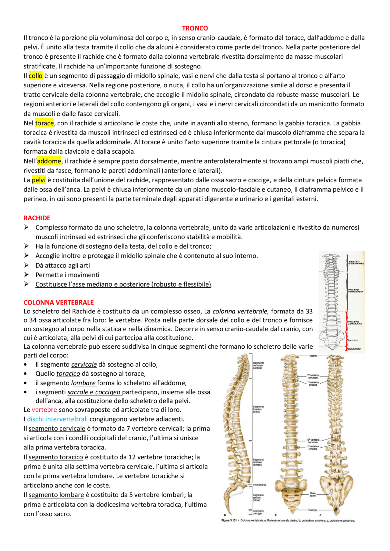 Tronco Dorso Anastasi Dispense Di Anatomia I Docsity