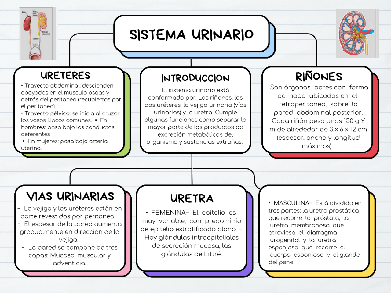 Mapa Del Sistema Urinario