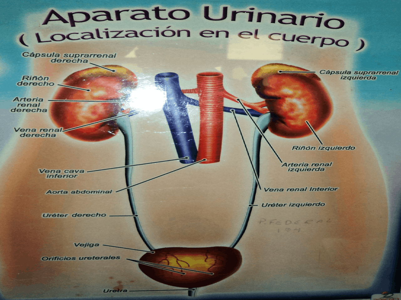 Desarrollo del Sistema Urogenital El sistema urogenital se deriva del ...