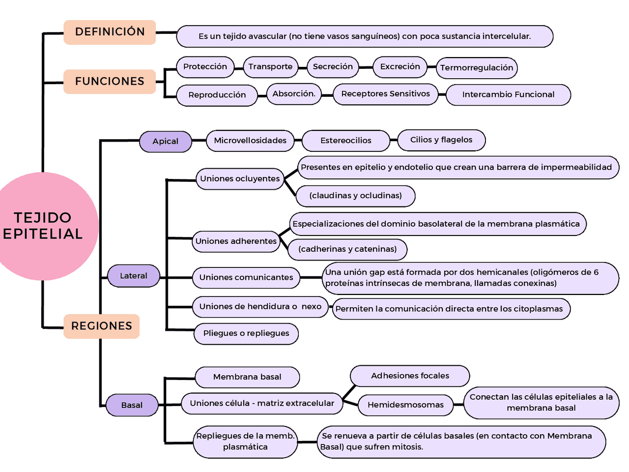 Tejido epitelial mapa conceptual DEFINICION FUNCIONES | Esquemas y mapas conceptuales de ...