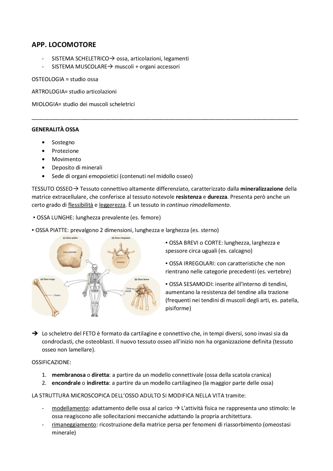 Appunti con immagini di anatomia dell'apparato locomotore | Appunti di Anatomia | Docsity