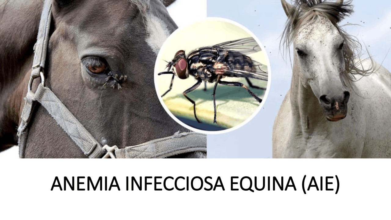 ANEMIA INFECCIOSA EQUINA (AIE) | Diapositivas de Enfermedades Infecciosas | Docsity