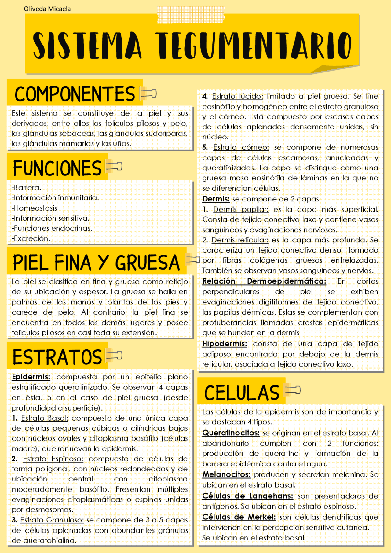 Sistema Tegumentario Apuntes De Histología Docsity
