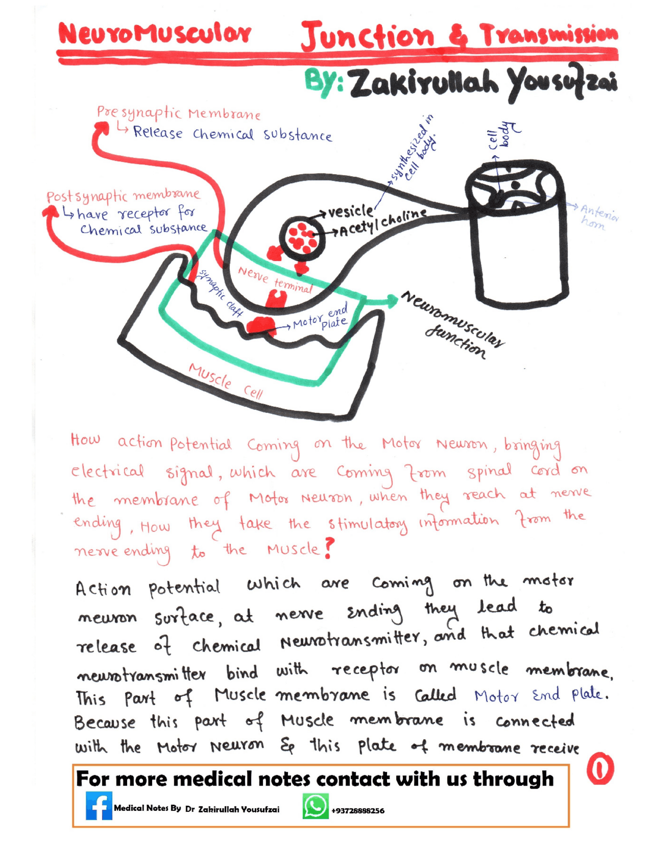 Neuromuscular junction transmission | Study notes Biology | Docsity