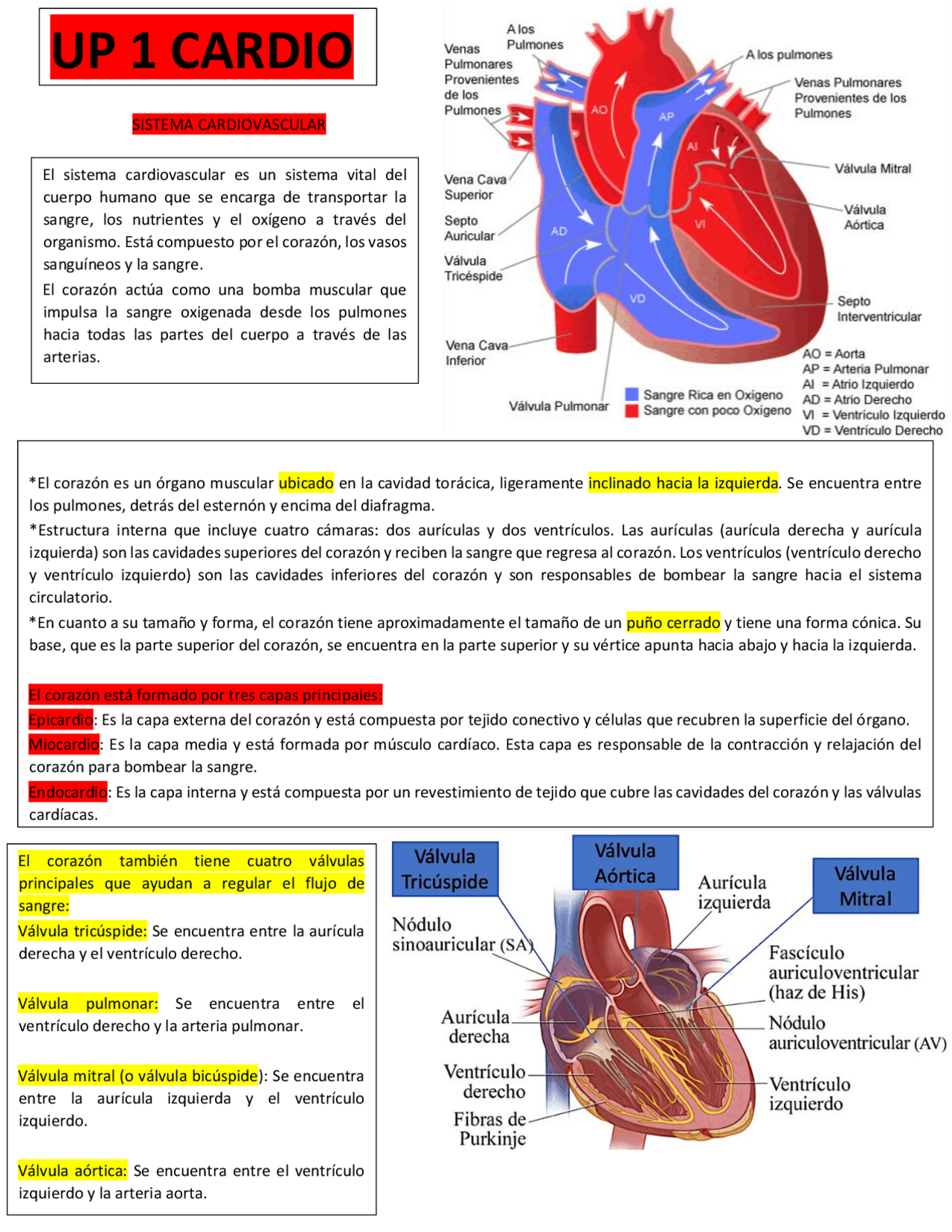 SISTEMA CARDIO VASCULAR | Esquemas y mapas conceptuales de Cardiología ...