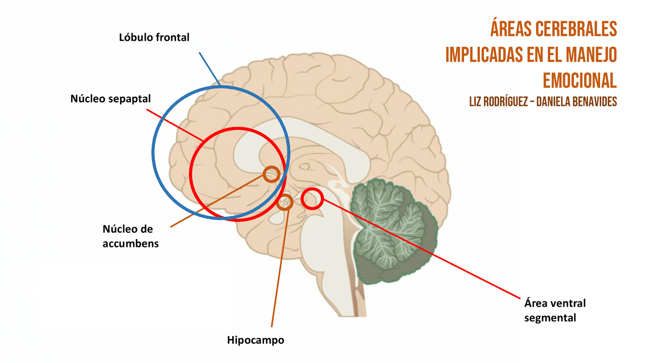 Áreas cerebrales implicadas en el manejo emocional | Apuntes de ...
