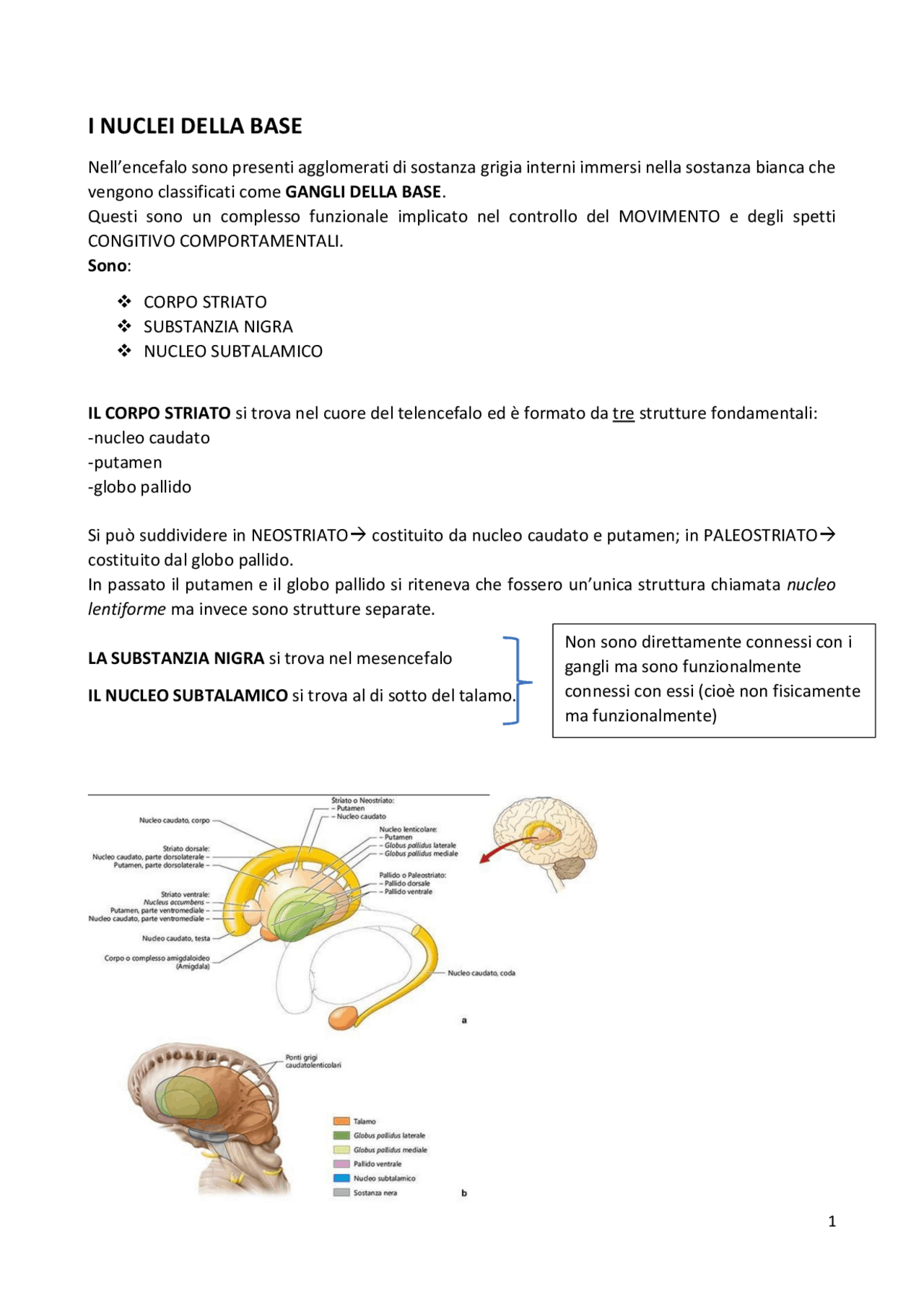 Anatomia e funzione dei nuclei della base | Sbobinature di Anatomia | Docsity