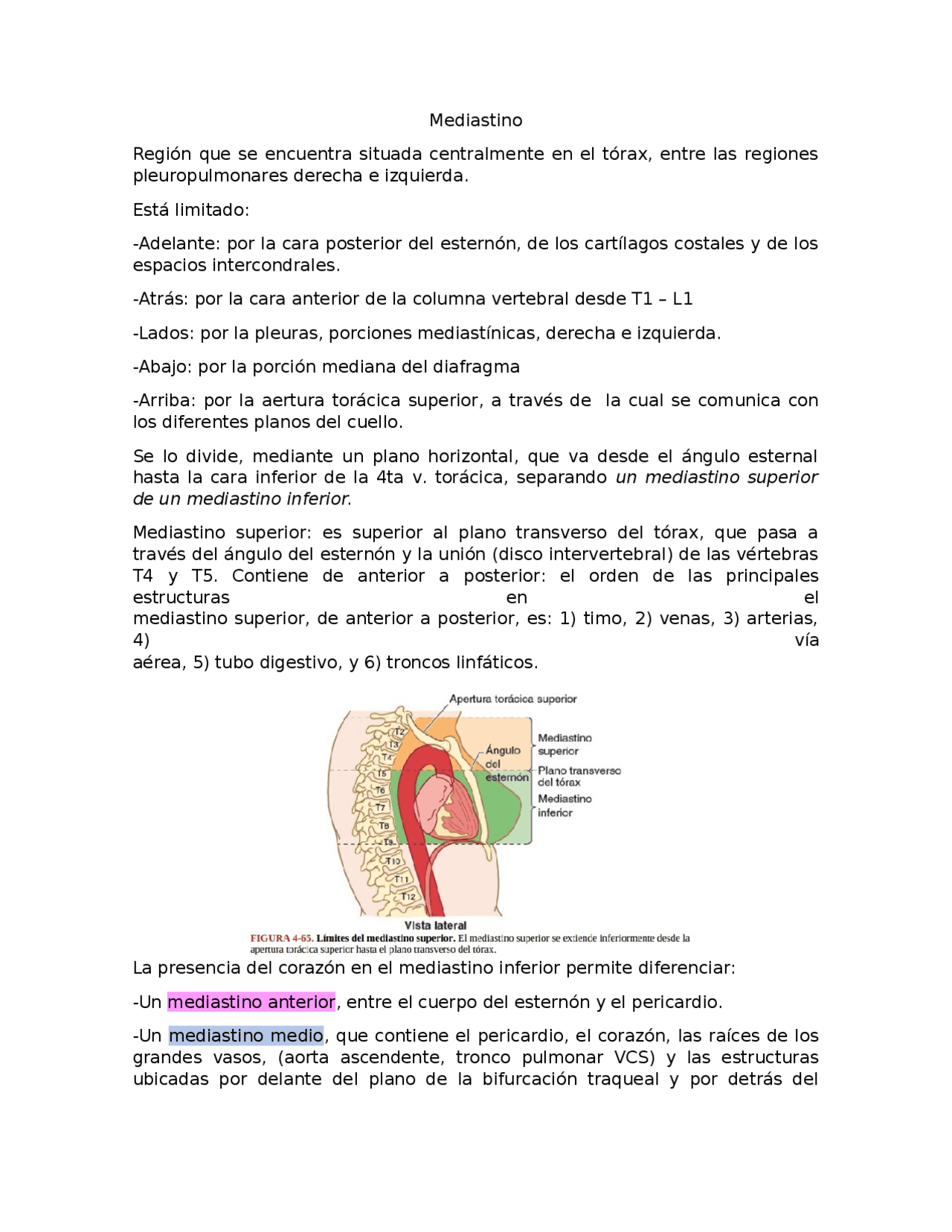 Resumen De Mediastino Anatomía Resúmenes De Anatomía Docsity