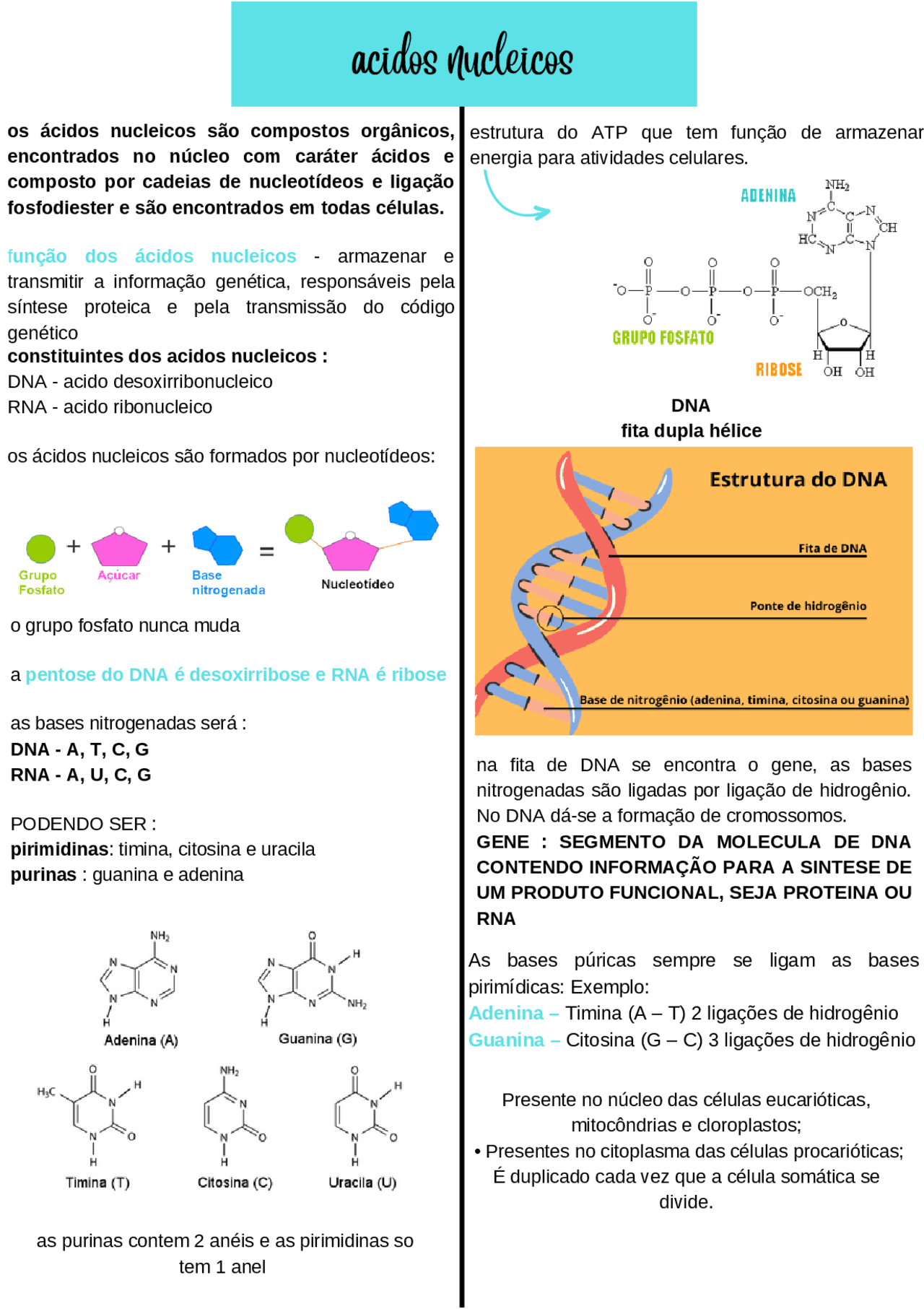 Resumo de Bioquimica | Esquemas Biologia | Docsity