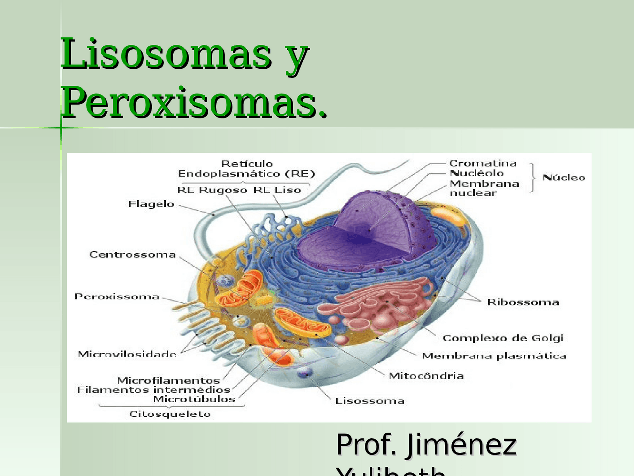 Peroxisomas y lisosomas | Diapositivas de Morfología y Sintaxis | Docsity