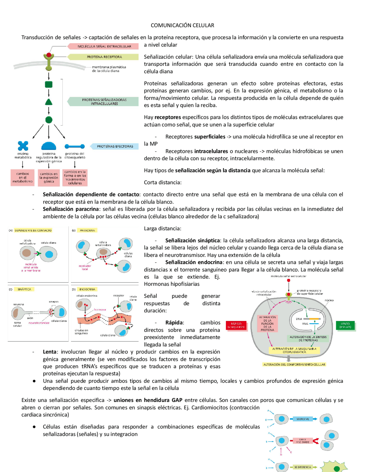 Resumen de comunicación celular | Resúmenes de Biología Celular | Docsity
