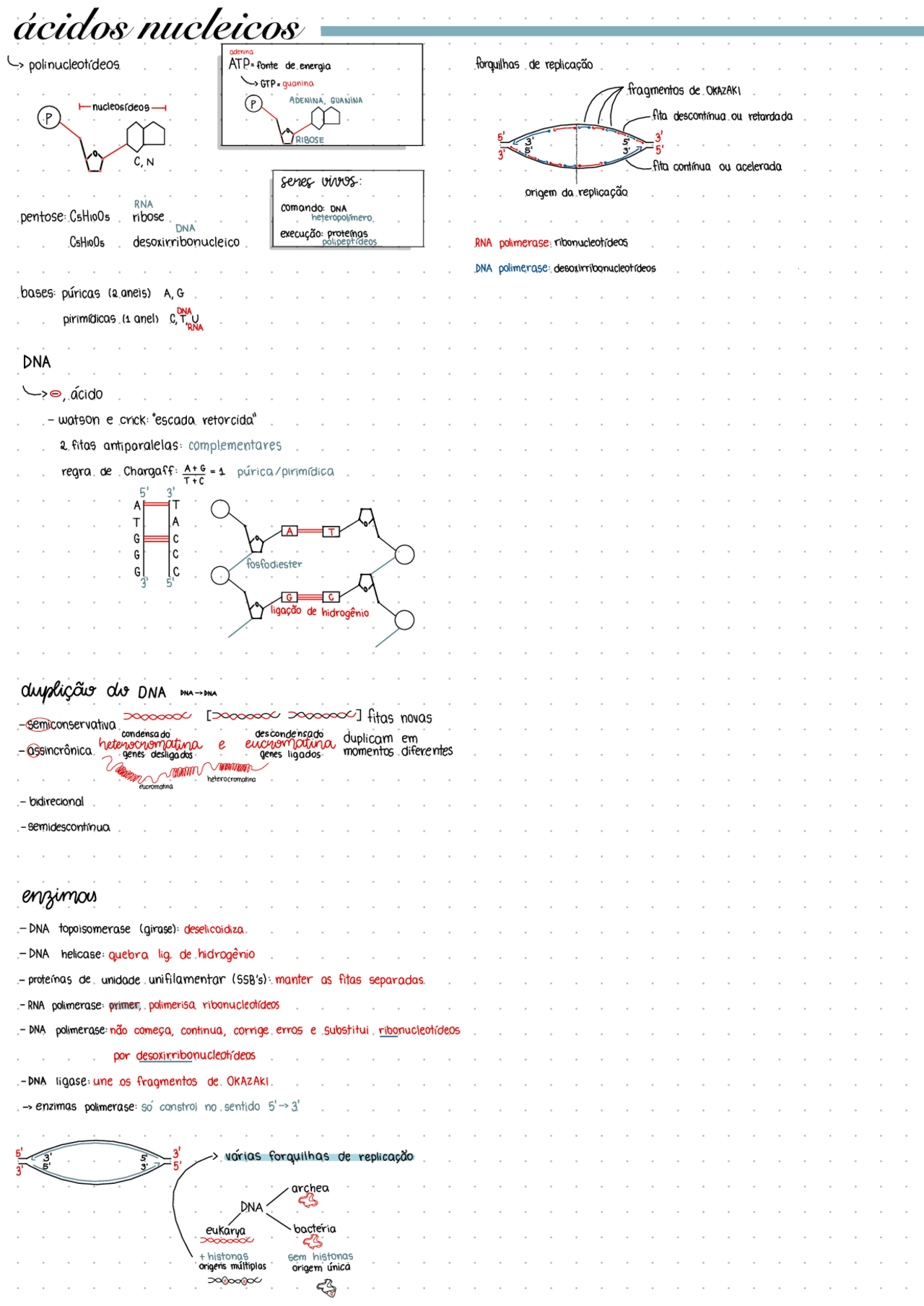 Resumo Ácidos Nucleicos Esquemas Biologia Docsity