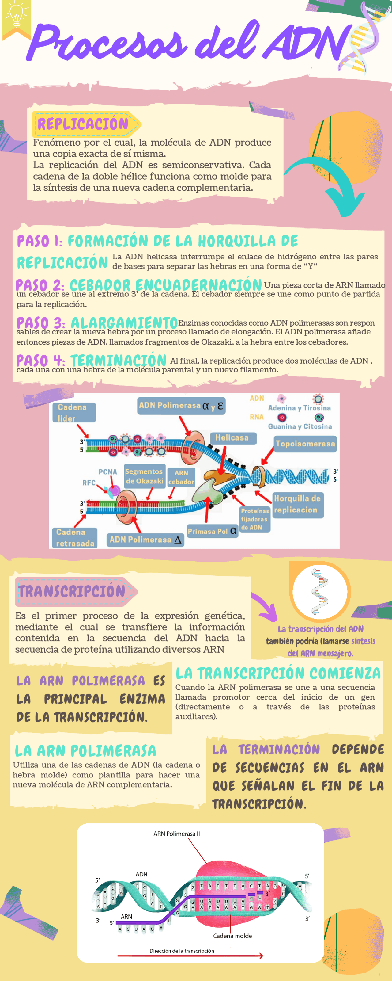 Infografia acerca del ADN | Esquemas y mapas conceptuales de Biología | Docsity