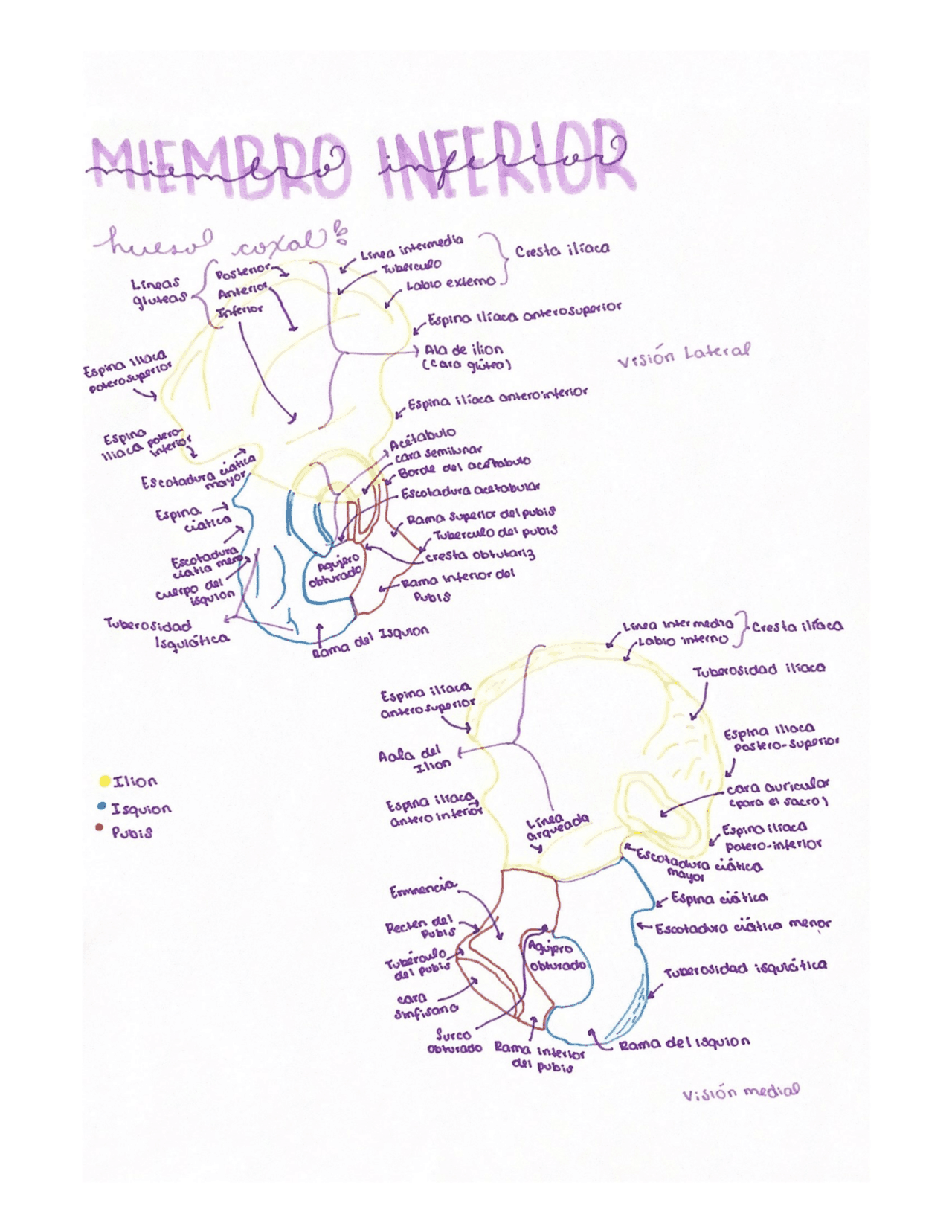 Miembro Inferior Anatomía Apuntes De Anatomía Docsity