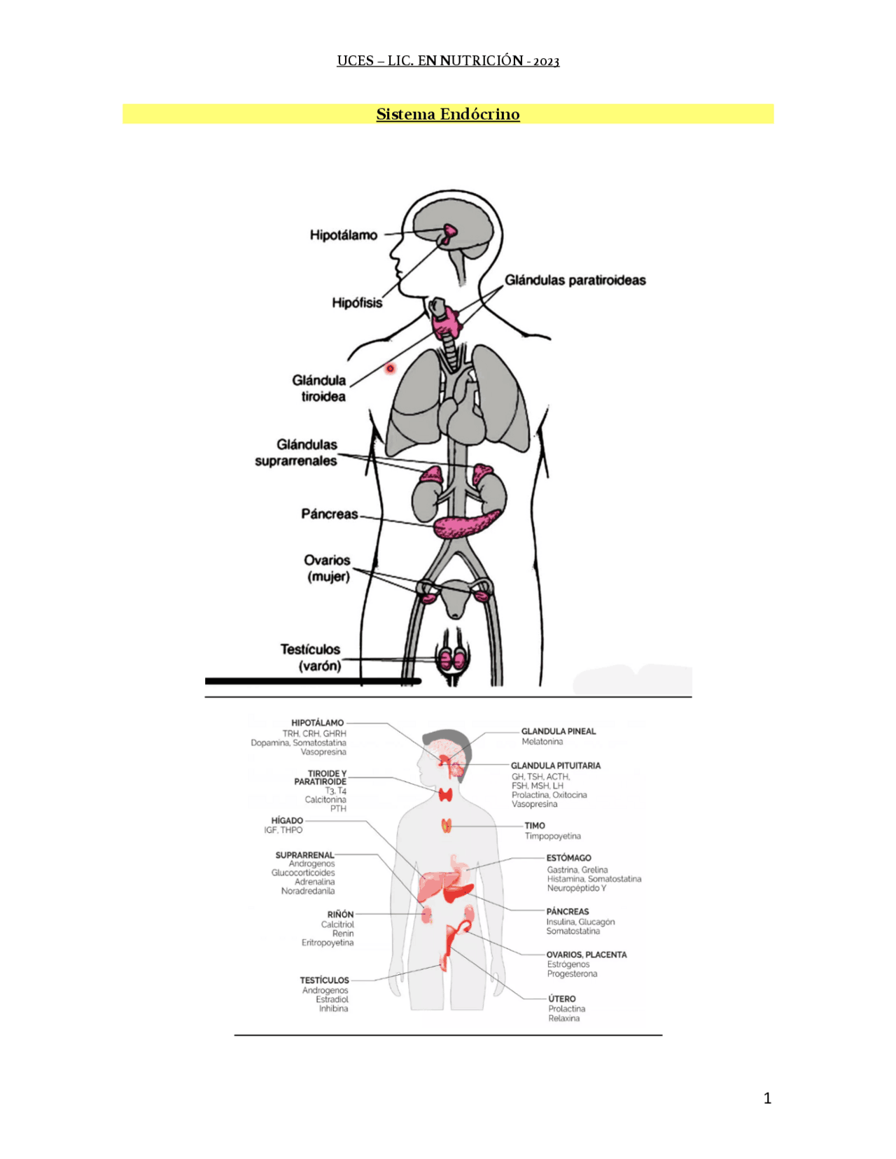 Resumen De Sistema Endocrino Resúmenes De Anatomía Docsity