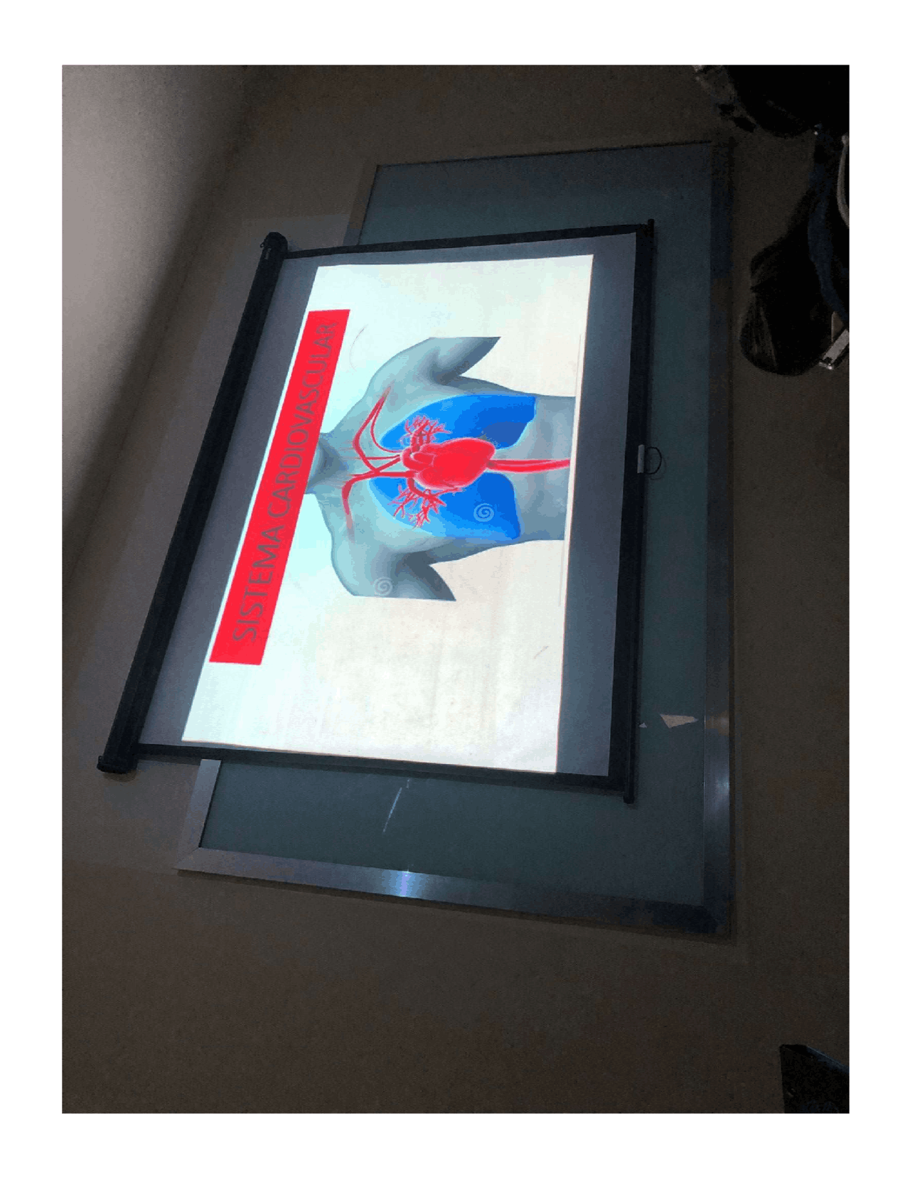 Sistema Cardiovascular Diapositivas De Ciencias Médicas Docsity