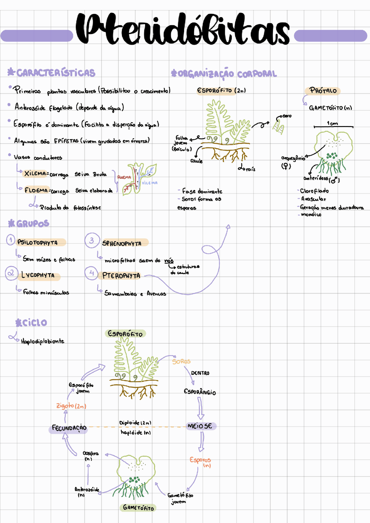 Resumo de Pteridófitas - Botânica | Esquemas Biologia | Docsity
