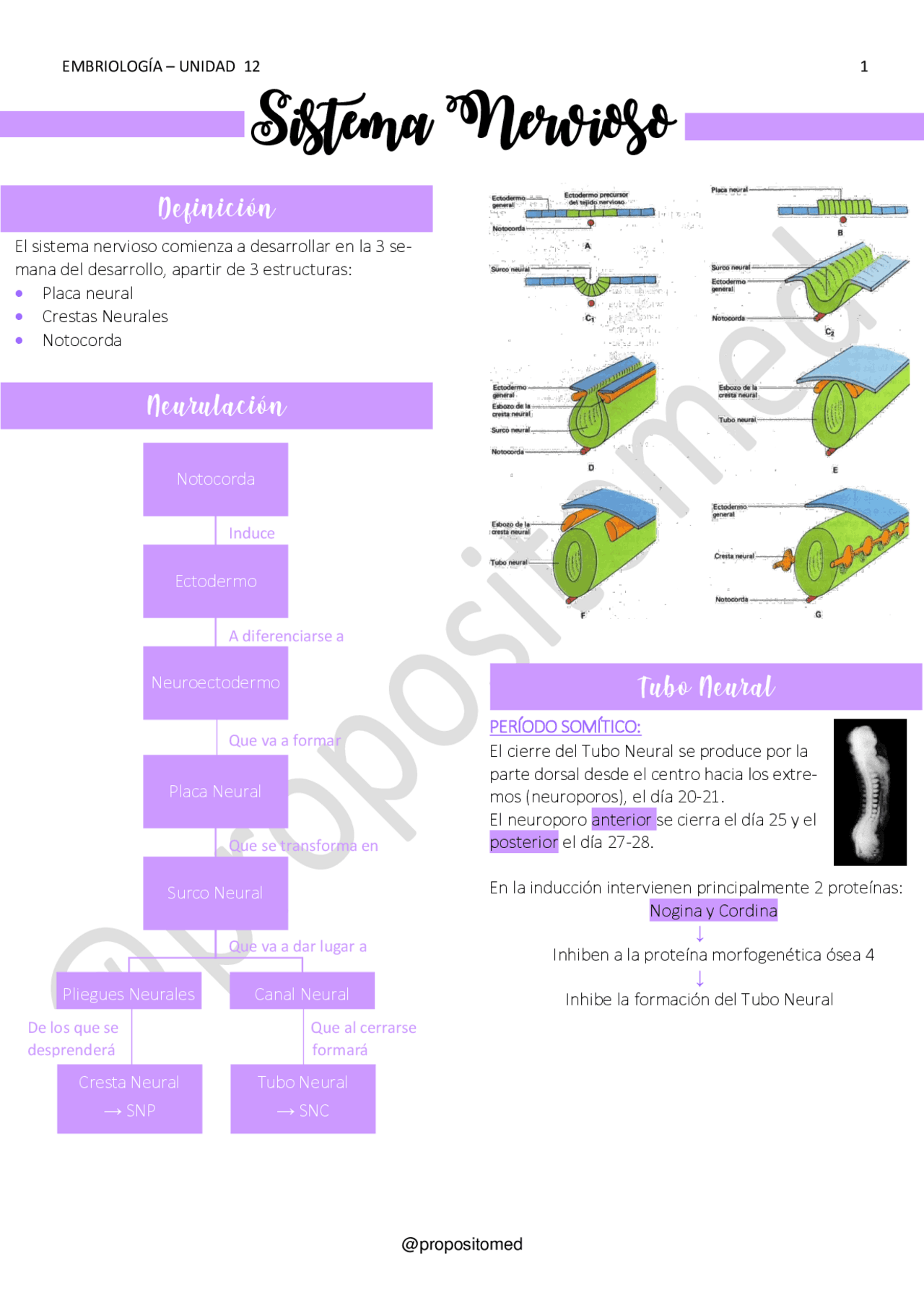 Resumen Sistema Nervioso Resúmenes De Anatomía Docsity