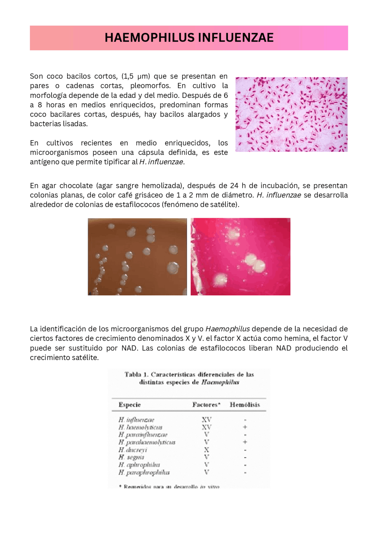 Agar Chocolate Para Haemophilus Influenzae