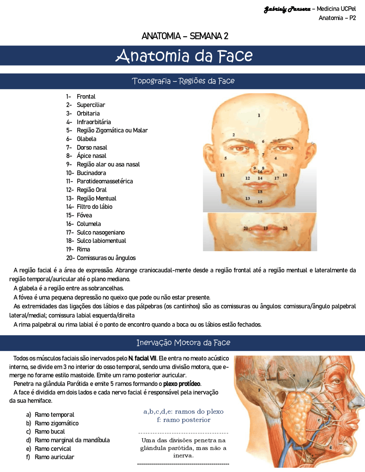 Anatomia Da Face Resumo Resumos Anatomia Docsity