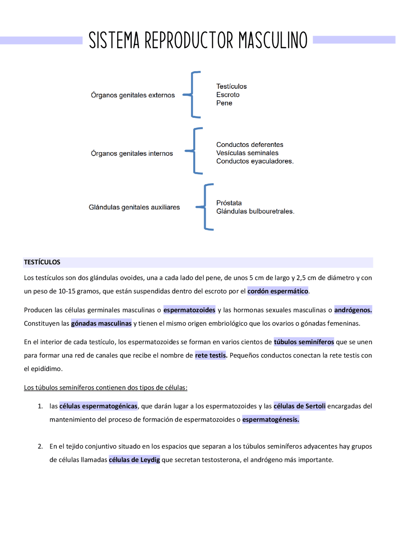 Sistema Reproductor Masculino Resúmenes De Histología Docsity